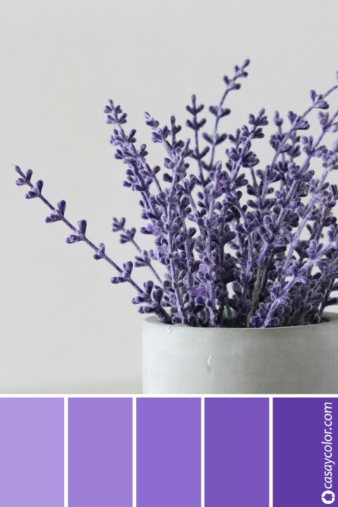 Gama de violetas y morados: nombres y carta de colores - Casa y Color