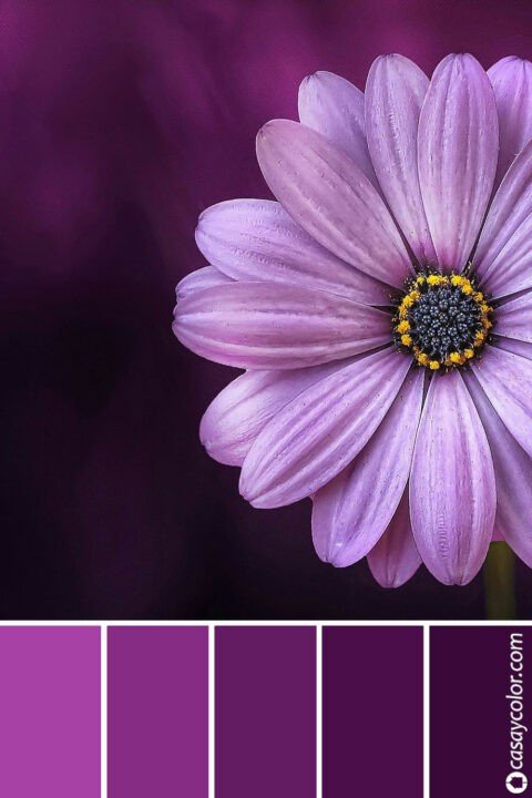 Gama de violetas y morados: nombres y carta de colores - Casa y Color
